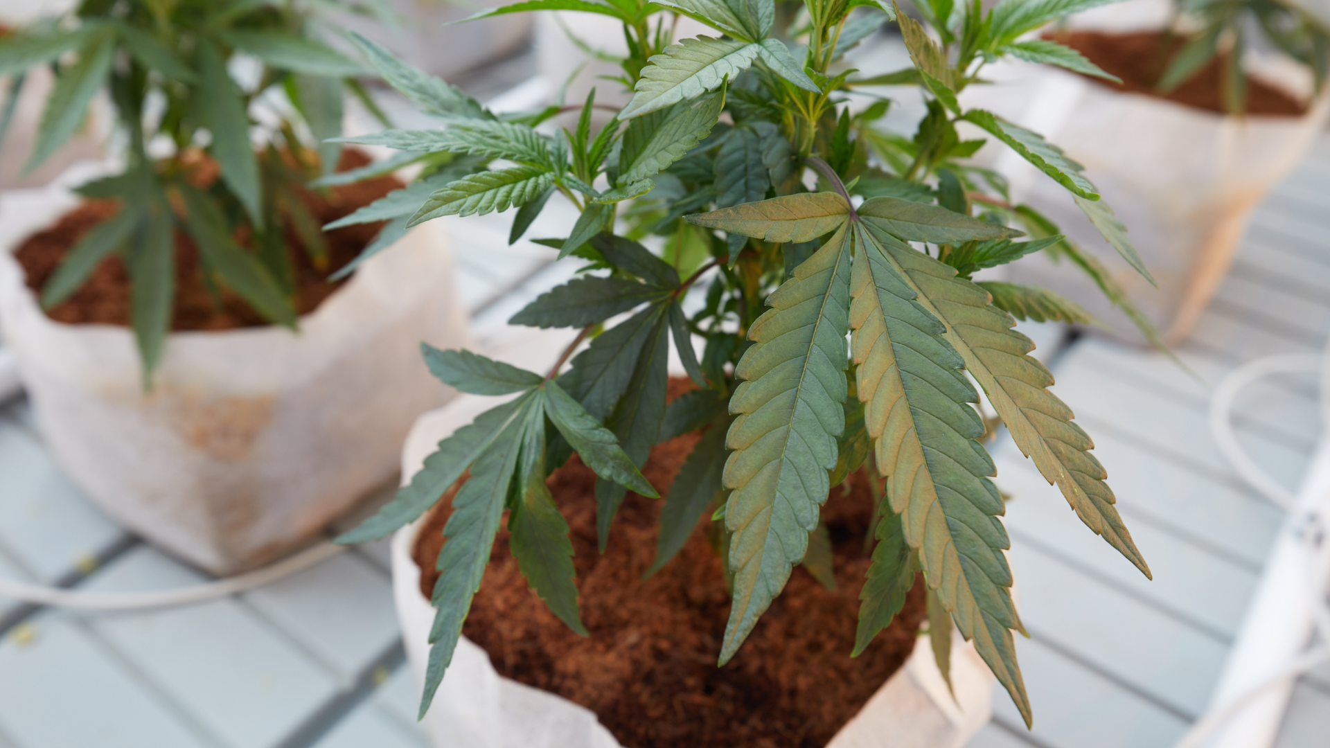 Insights for Growing Cannabis in CoCo: What Cultivators Need to Know